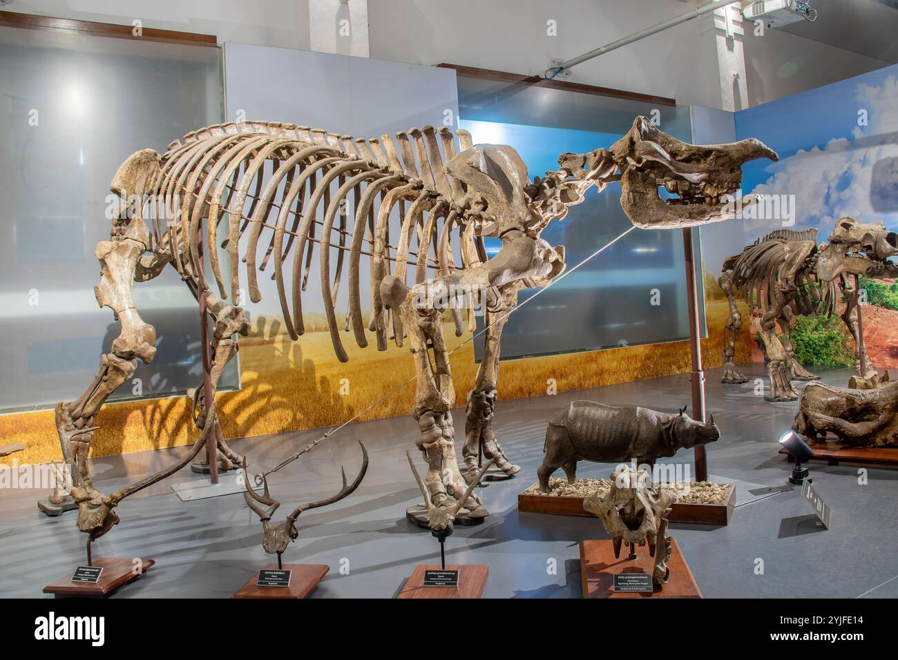Bandung Indonesia 2 Nov 2024 : le fossile de rhinocéros de Javan ...
