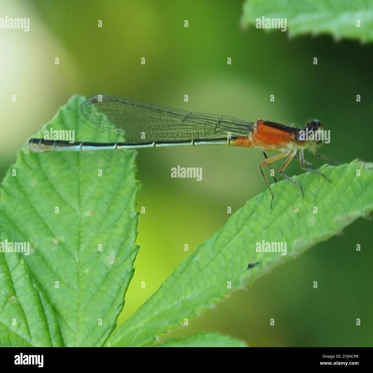 Ramburii ramburii Banque de photographies et d’images à haute ...