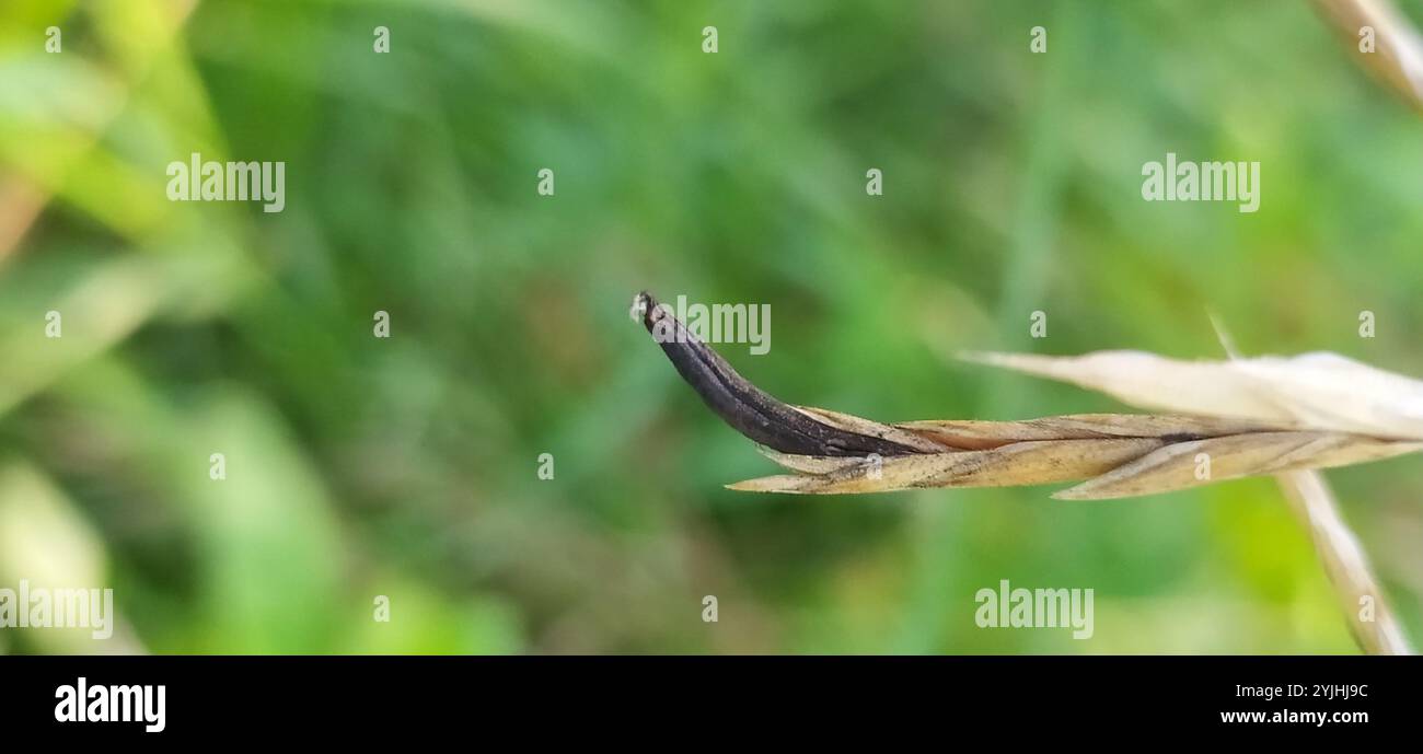 Ergot de seigle claviceps purpurea Banque de photographies et d’images ...