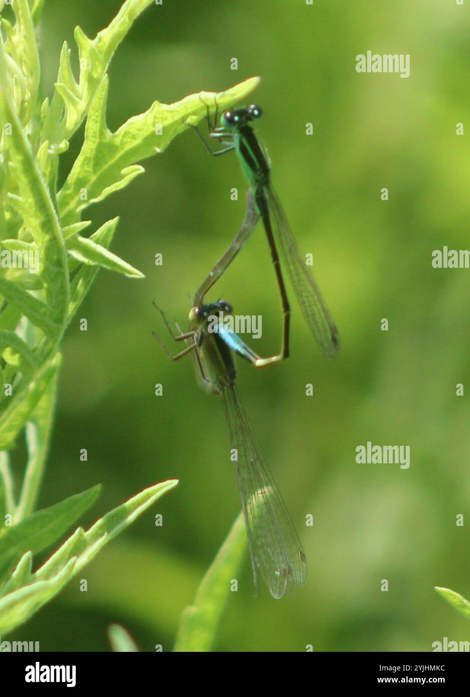 Ramburii ramburii Banque de photographies et d’images à haute ...
