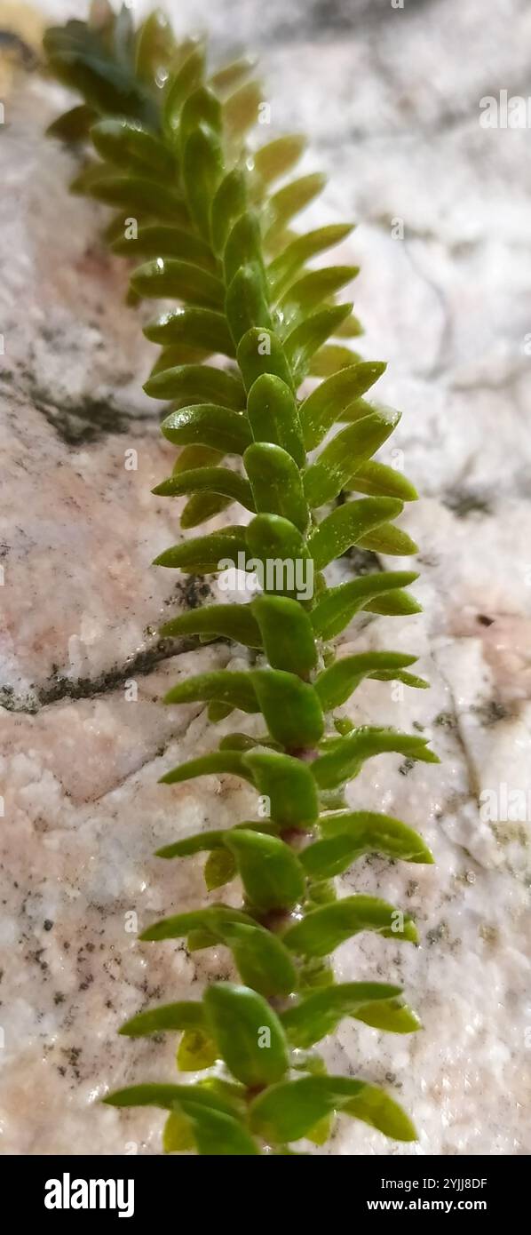 Waterweed elodea canadensis Banque de photographies et d’images à haute ...