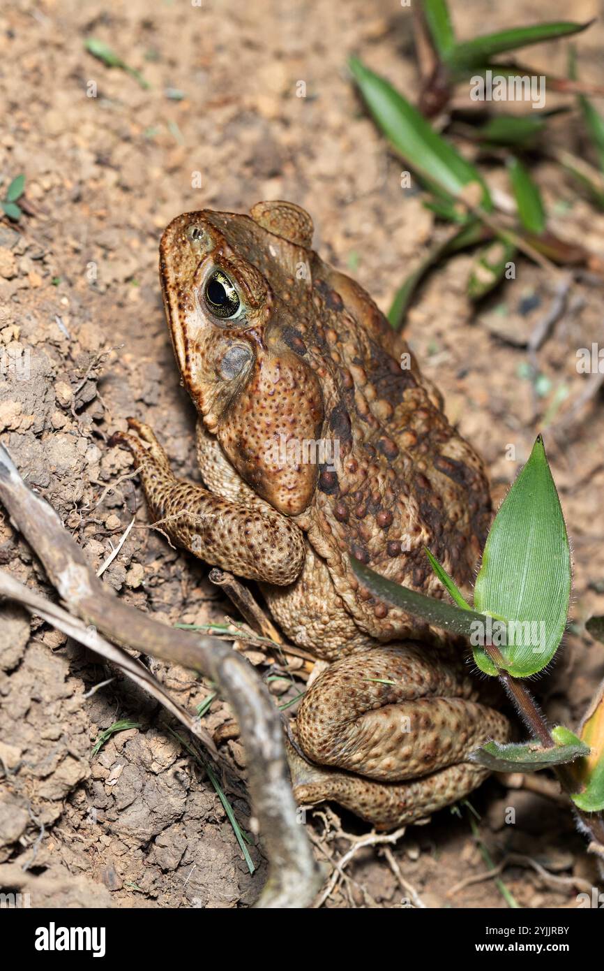 Rhinella horribilis Banque de photographies et d’images à haute ...