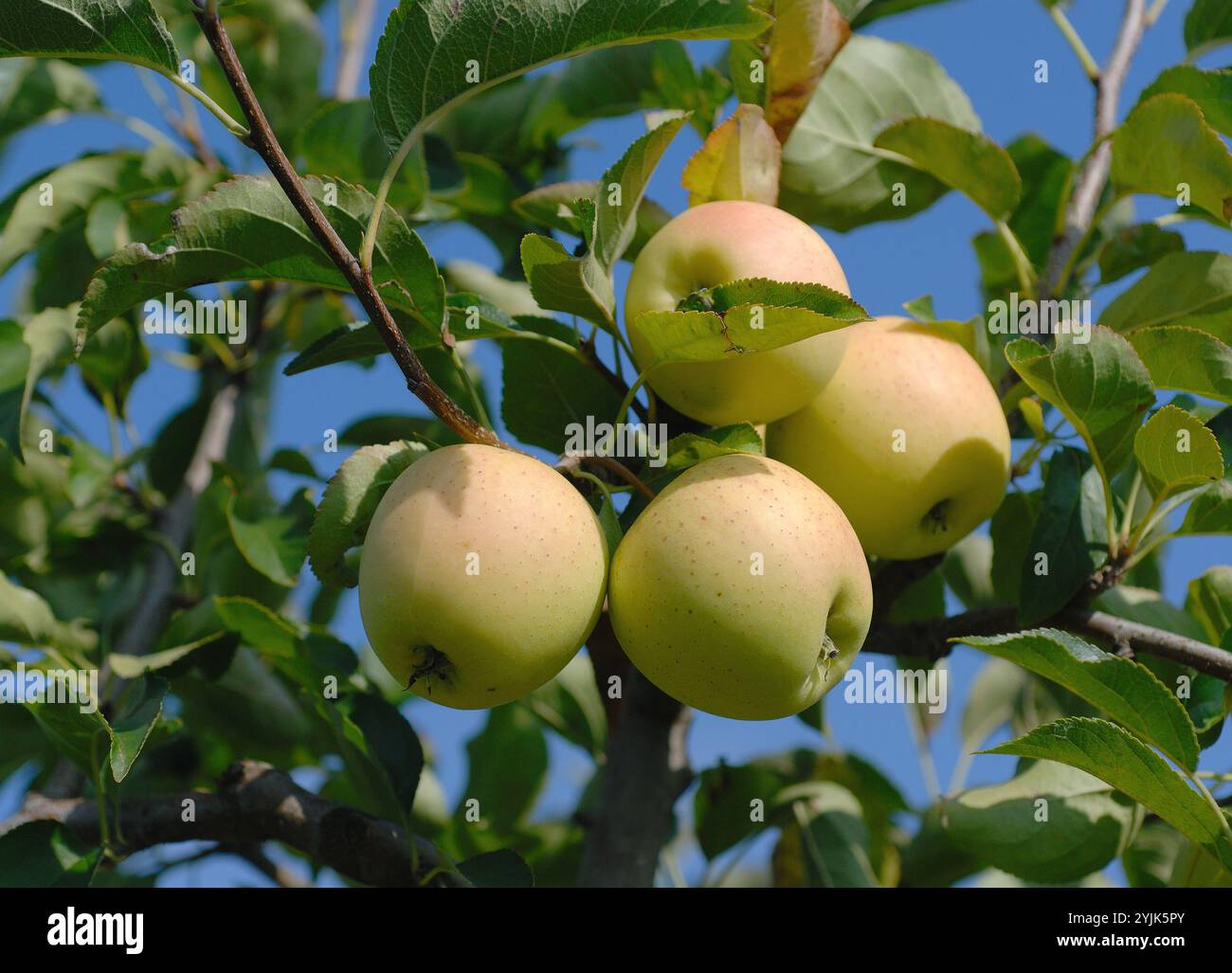 Malus domestica golden delicious Banque de photographies et d’images à ...