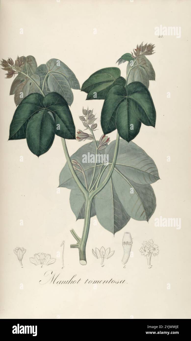 Une illustration botanique détaillée mettant en vedette l'espèce ...