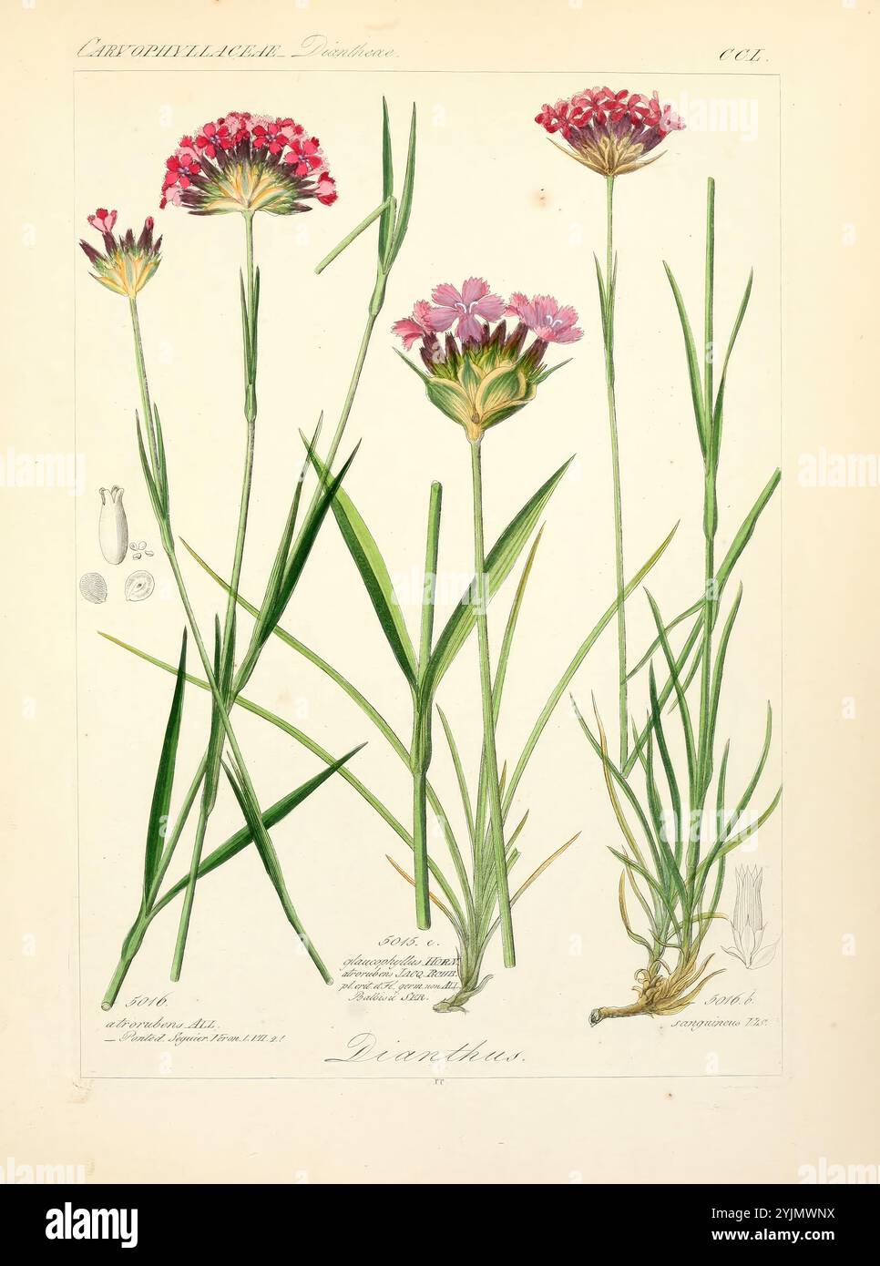 Une illustration botanique montrant le genre 'Dianthus'. L'œuvre d'art ...