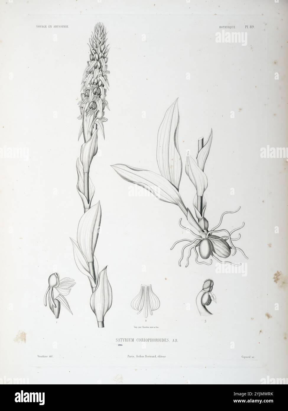 Illustration montrant la structure détaillée du *Satyridium cornutum ...