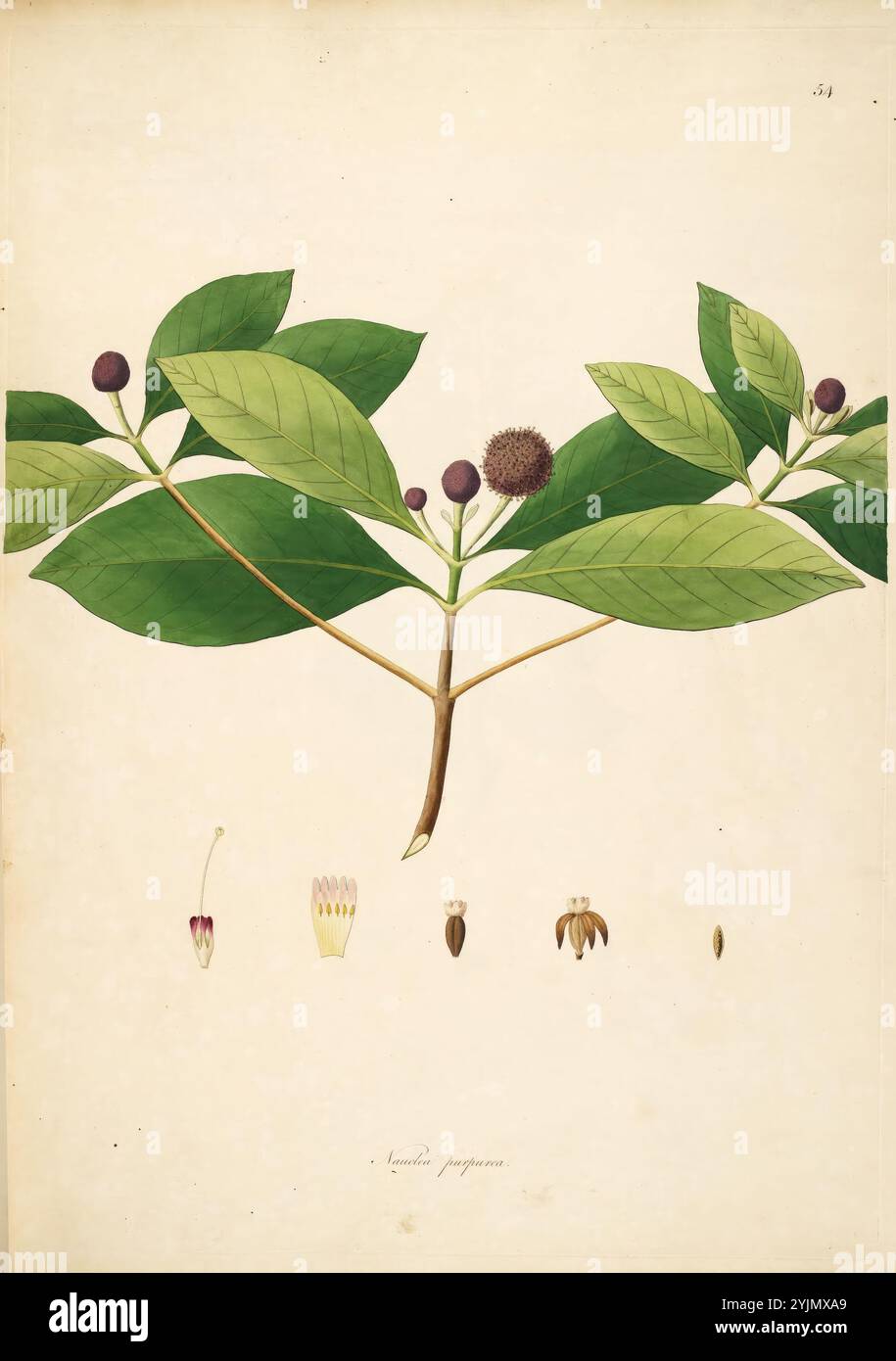 Illustration botanique détaillée montrant une branche d'une plante ...