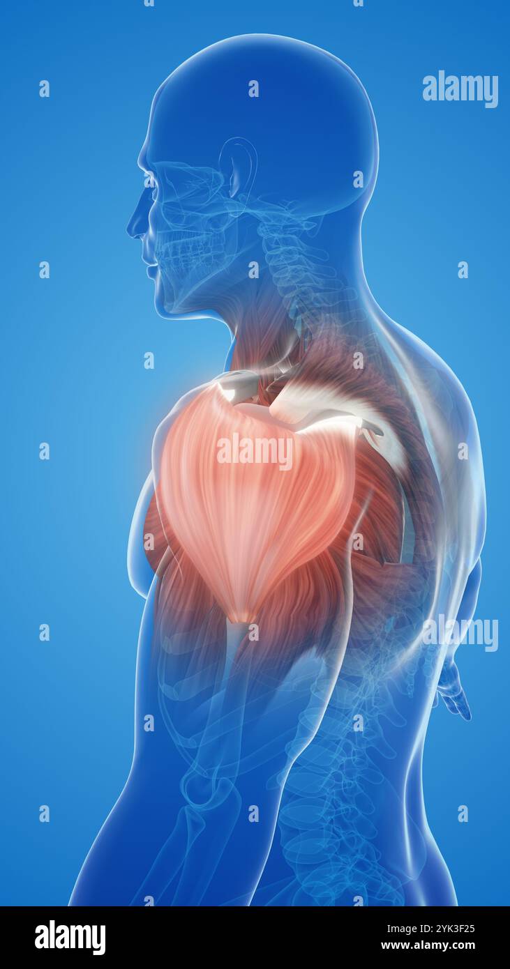 The muscles of the human shoulder Banque de photographies et d’images à ...