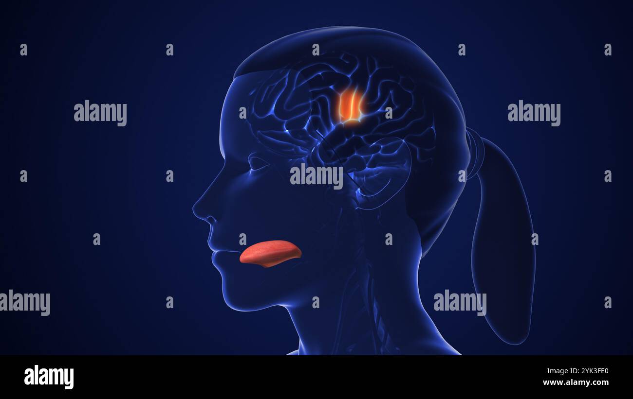 Système gustatif Banque de photographies et d’images à haute résolution ...