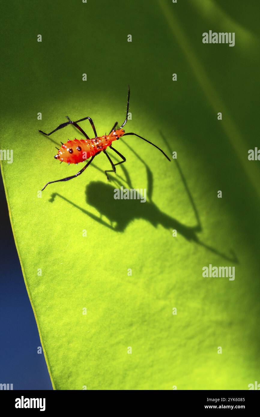 Costa rica hemiptera heteroptera Banque de photographies et d’images à ...