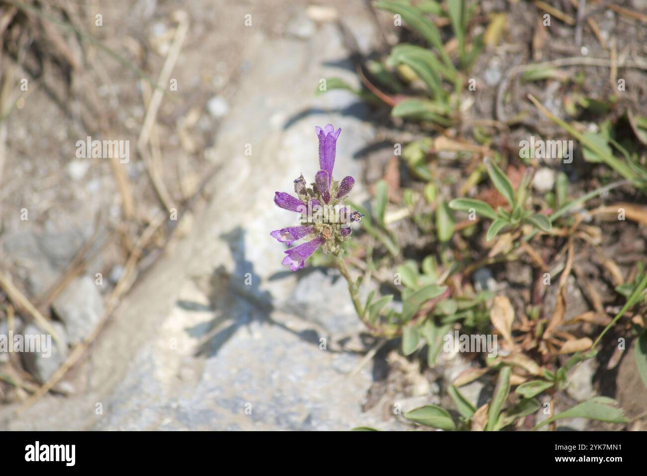 Penstemon heterodoxus Banque de photographies et d’images à haute ...