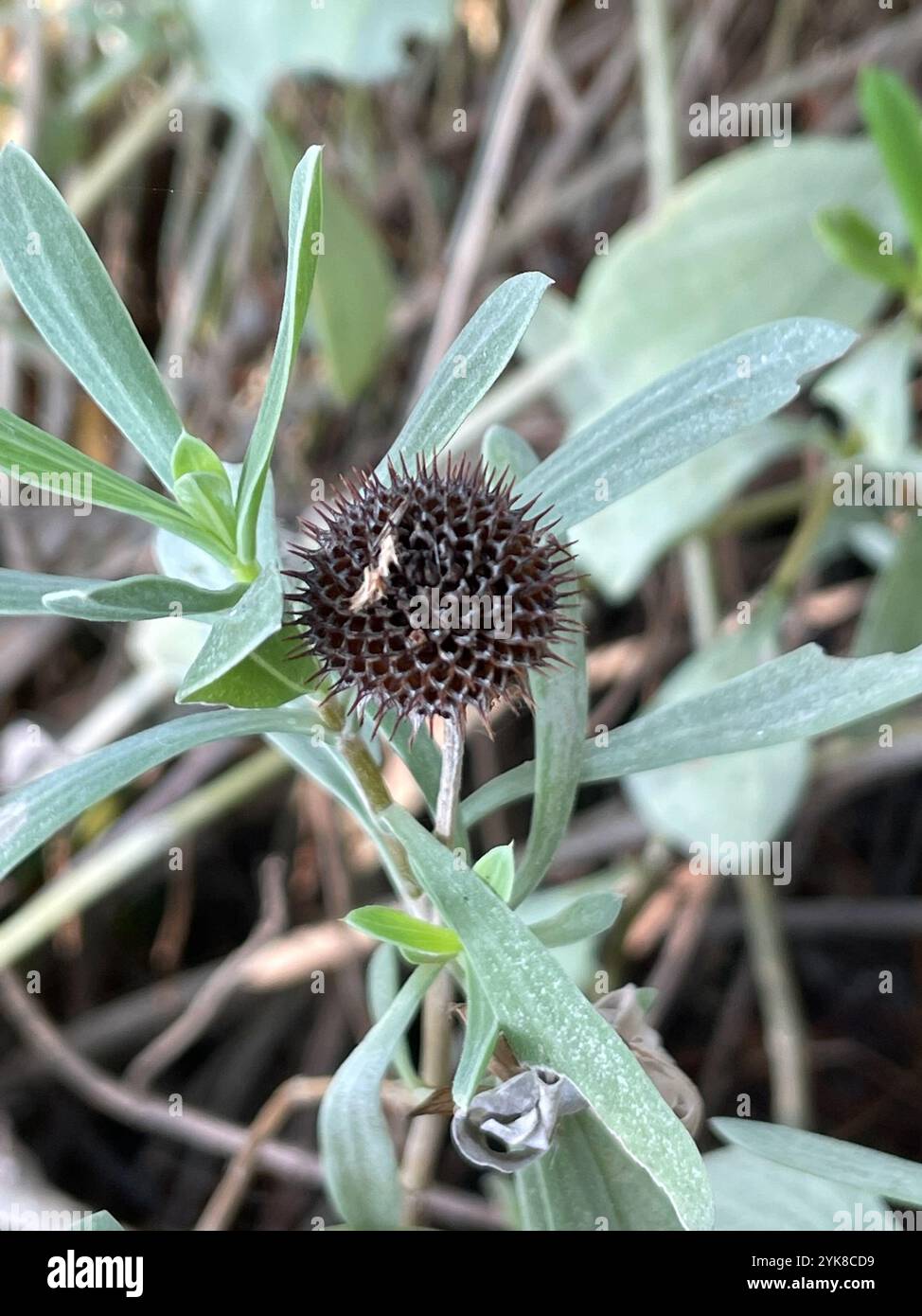 Borrichia frutescens Banque de photographies et d’images à haute ...