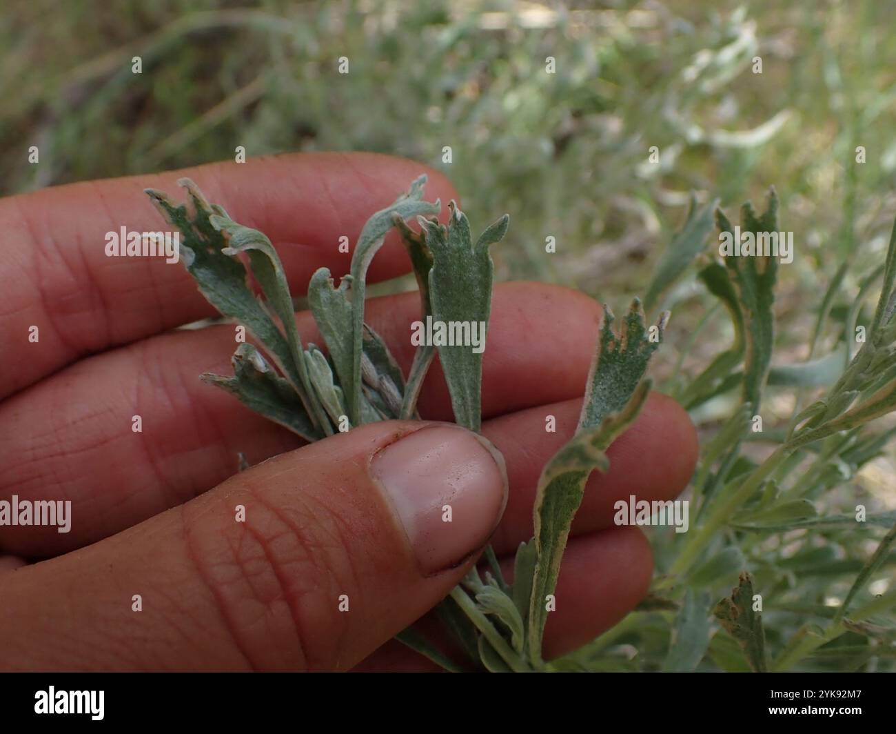 Grande armoise artemisia tridentata Banque de photographies et d’images ...