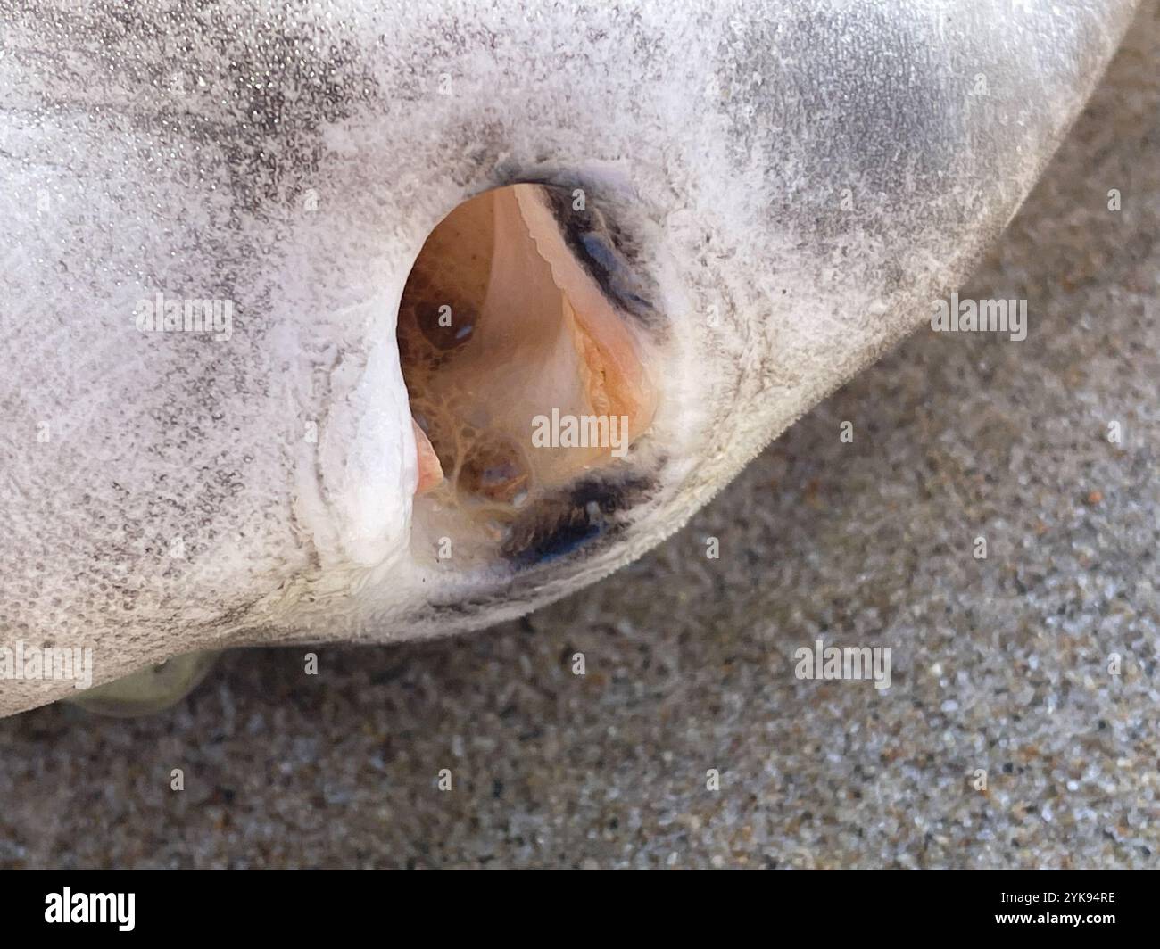 Common mola Banque de photographies et d’images à haute résolution - Alamy