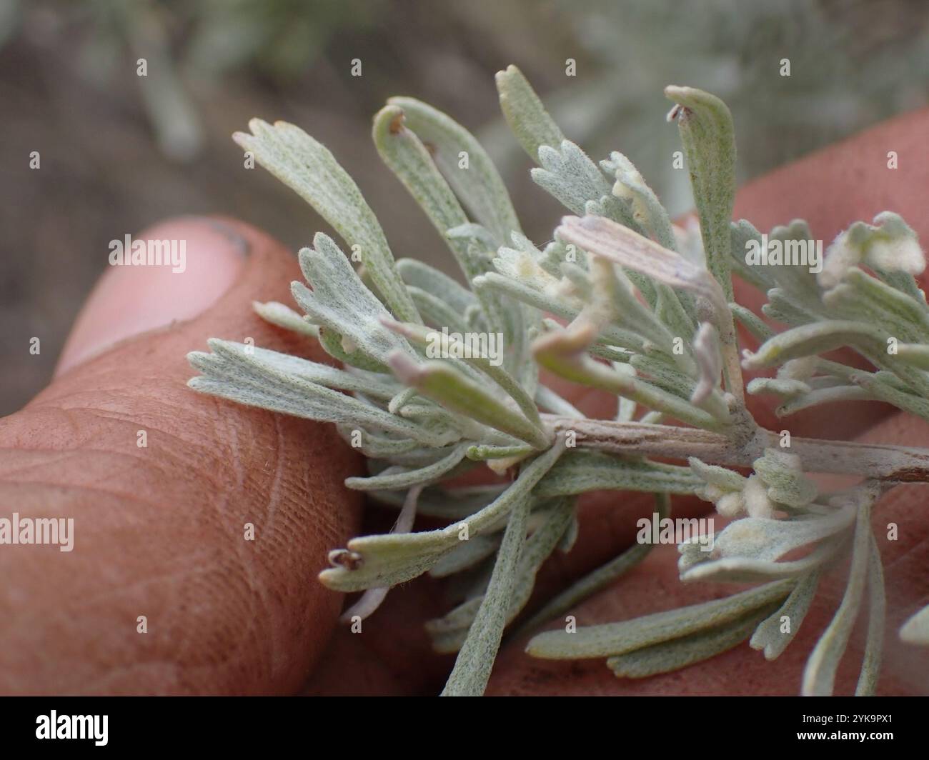 Grande armoise artemisia tridentata Banque de photographies et d’images ...