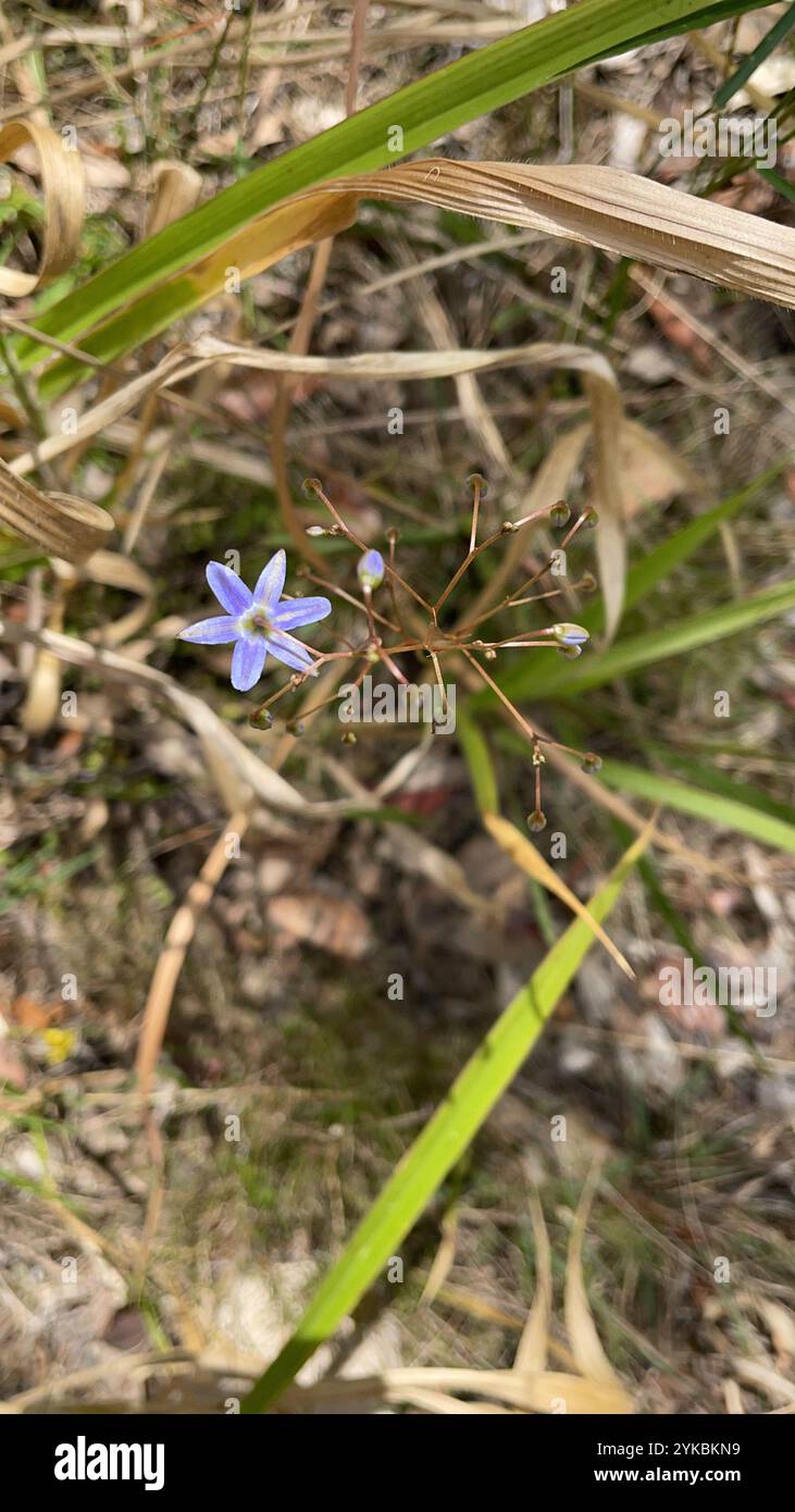 Dianella caerulea lis de lin bleu Banque de photographies et d’images à ...