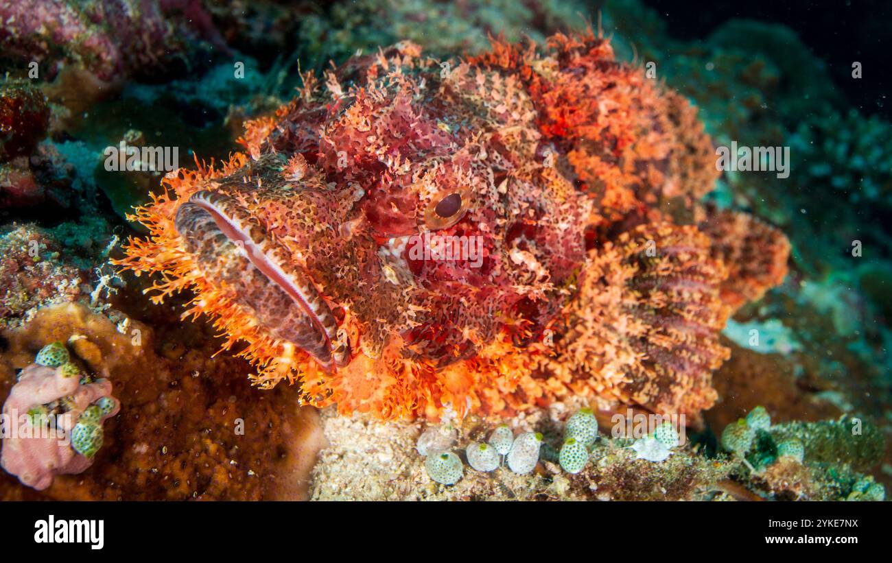 Poisson scorpion Banque de photographies et d’images à haute résolution ...