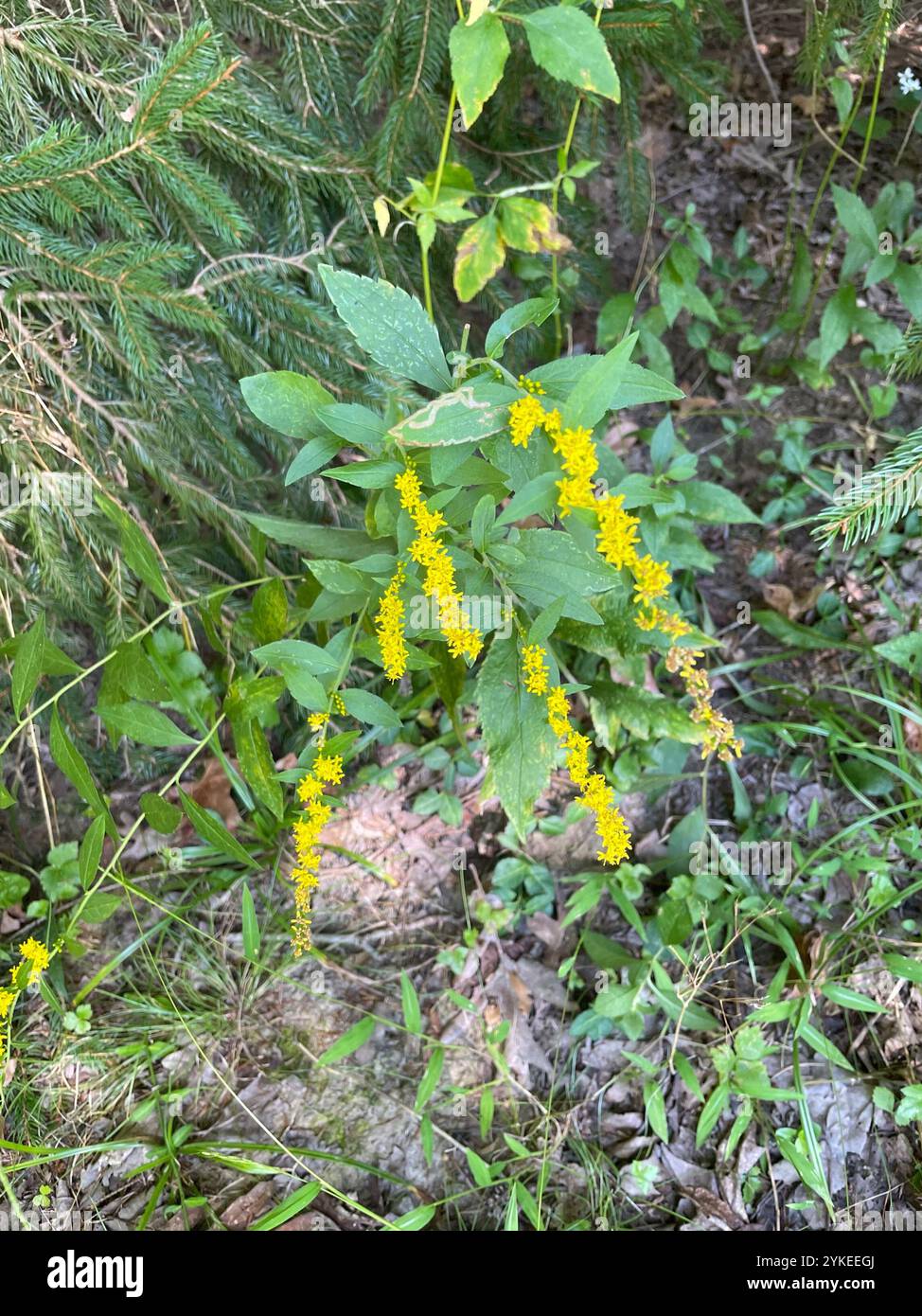 Solidago ulmifolia Banque de photographies et d’images à haute ...