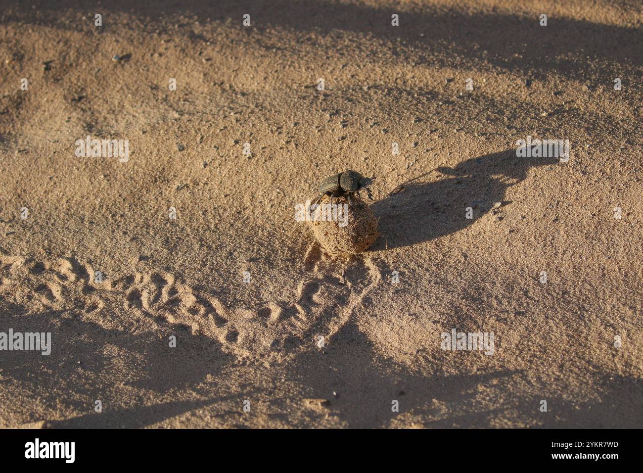 Boule de bouse Banque de photographies et d’images à haute résolution ...