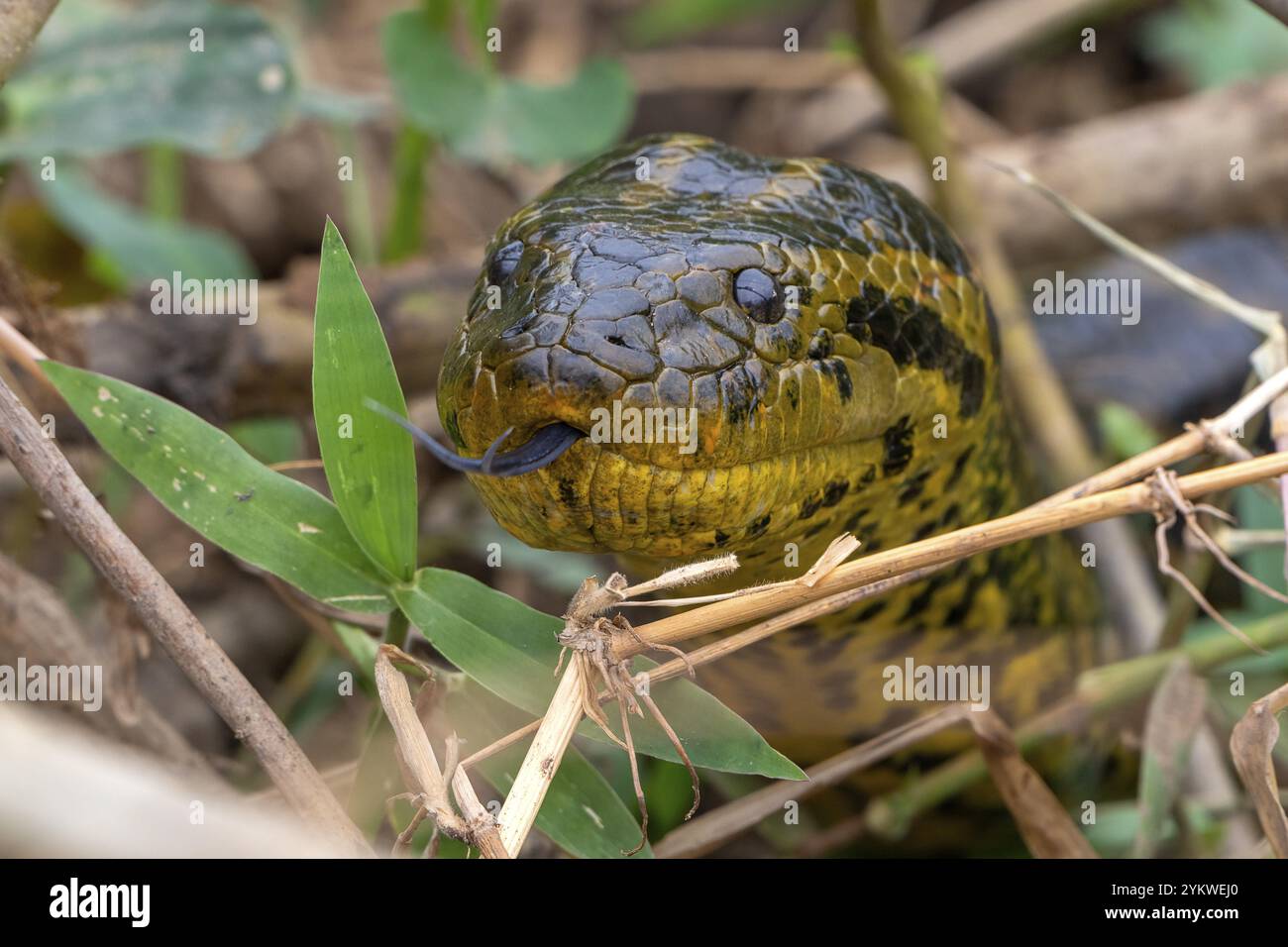 Anaconda géant Banque de photographies et d’images à haute résolution ...