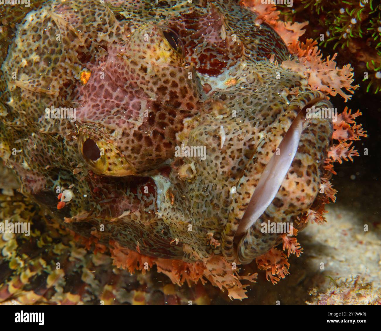 Poisson scorpion Banque de photographies et d’images à haute résolution ...