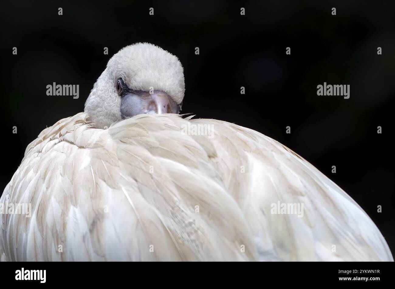 Oiseau qui fait la sieste Banque de photographies et d’images à haute ...