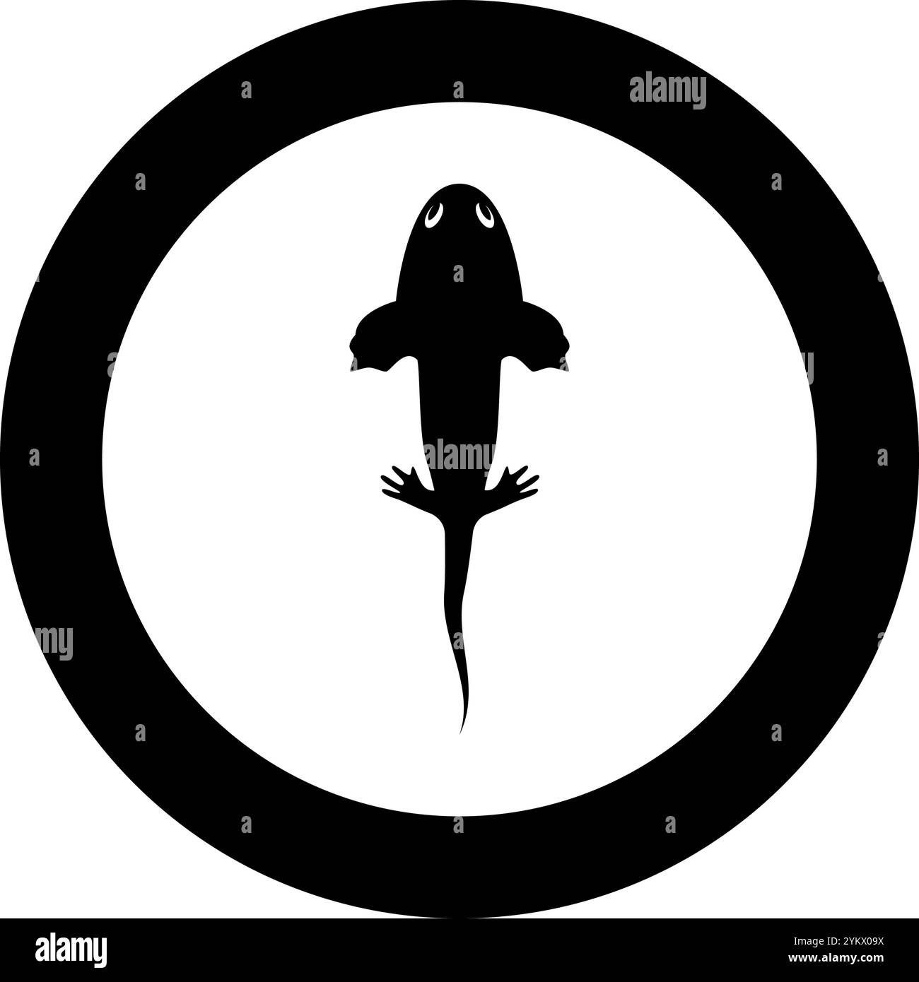 Ambystoma mexicanum axolotl Banque d'images noir et blanc - Alamy