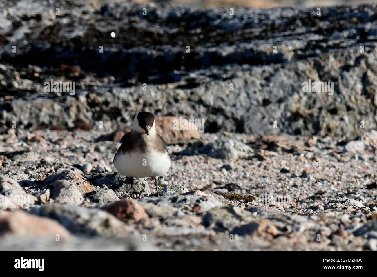 Jaeger parasite Banque de photographies et d’images à haute résolution ...