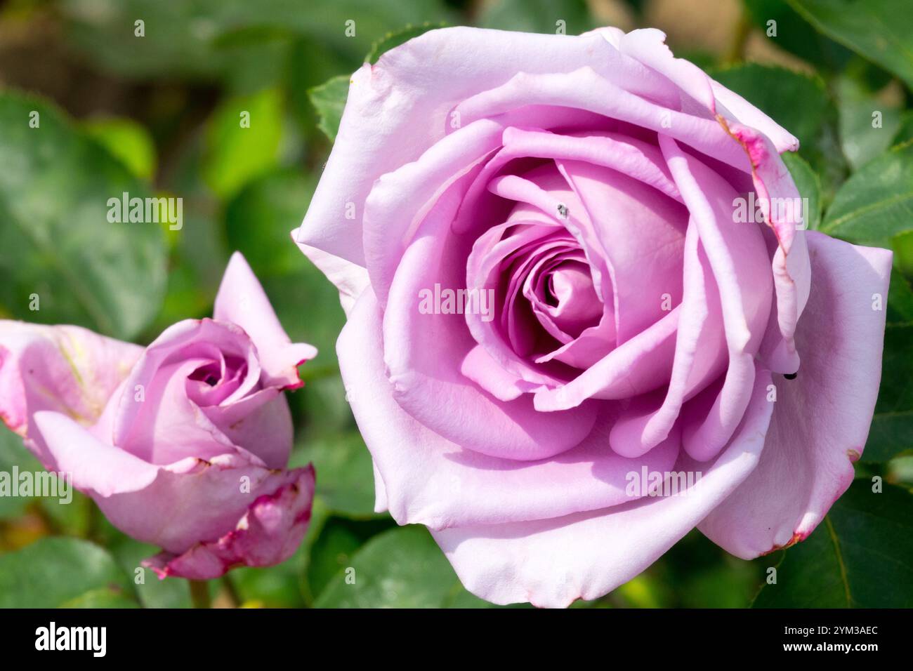 Rose sissi Banque de photographies et d’images à haute résolution - Alamy