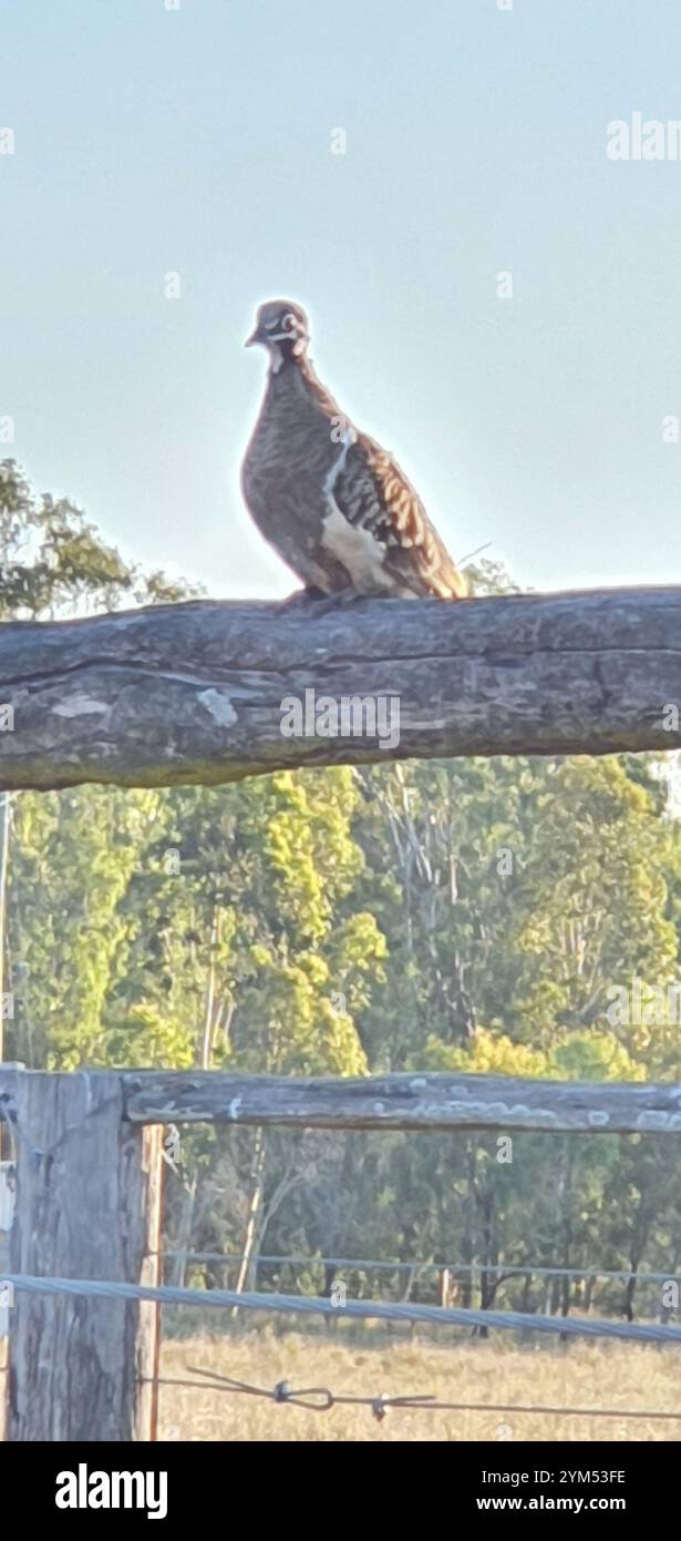 Geophaps scripta Banque de photographies et d’images à haute résolution ...