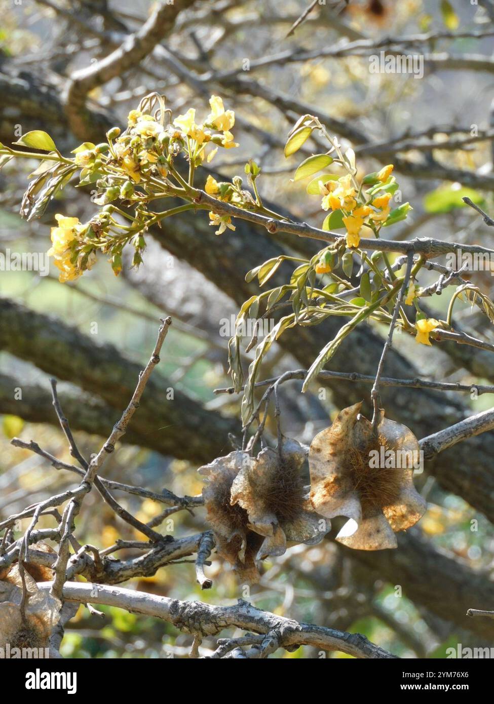 Pterocarpus angolensis Banque de photographies et d’images à haute ...