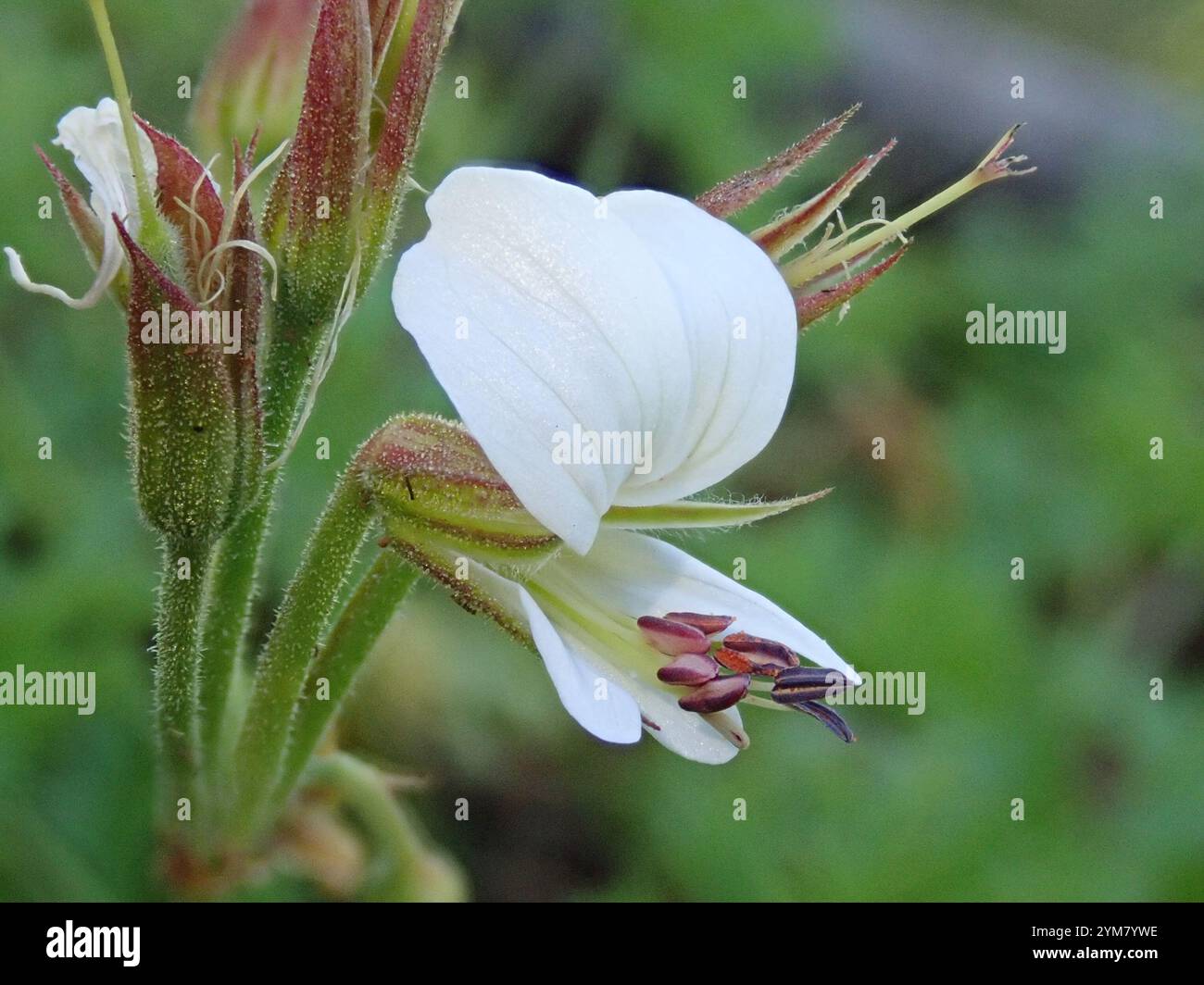 Pelargonium trifidum Banque de photographies et d’images à haute ...