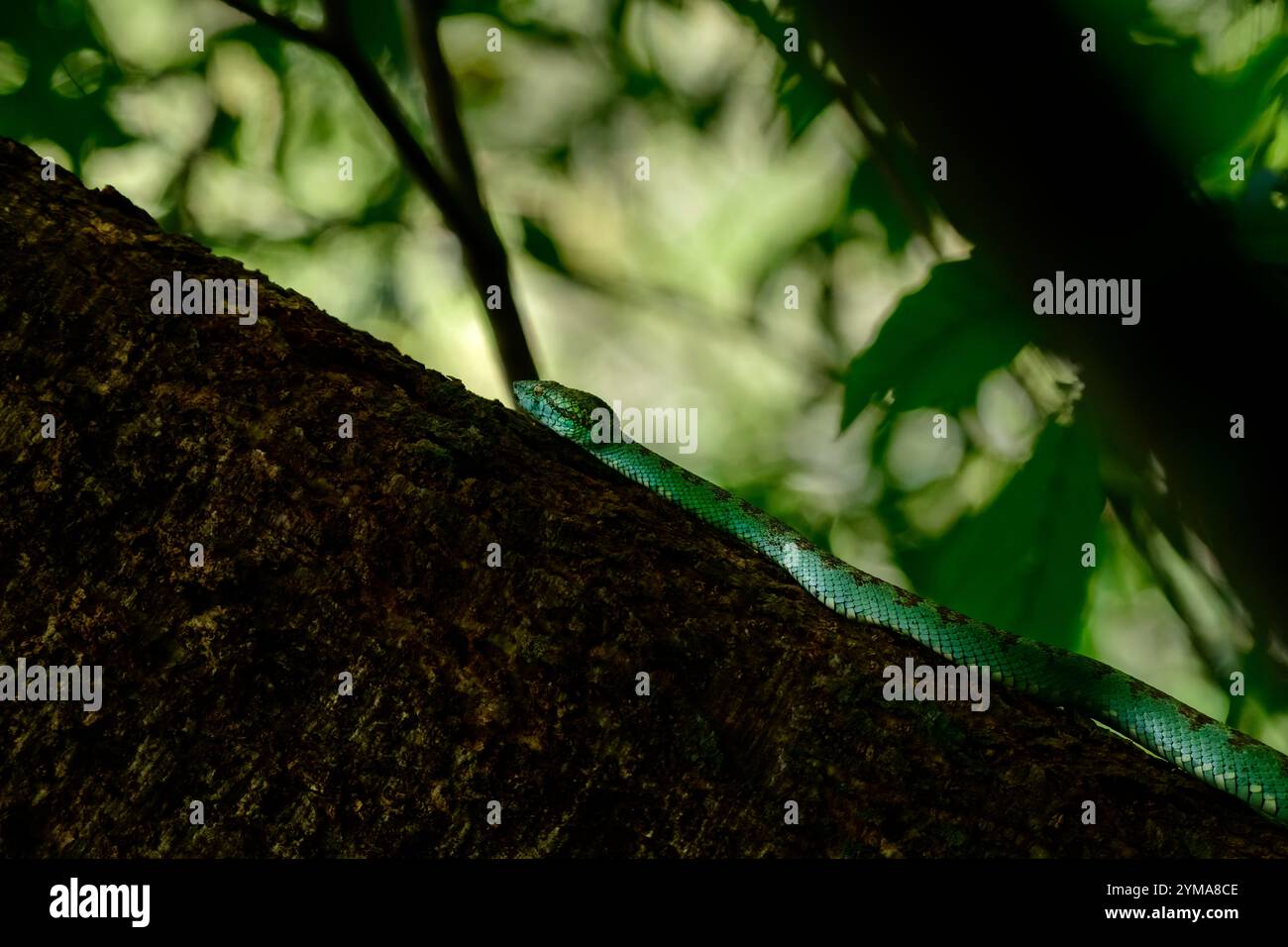'Malabar Pit Viper se fond parfaitement dans la verdure luxuriante de ...