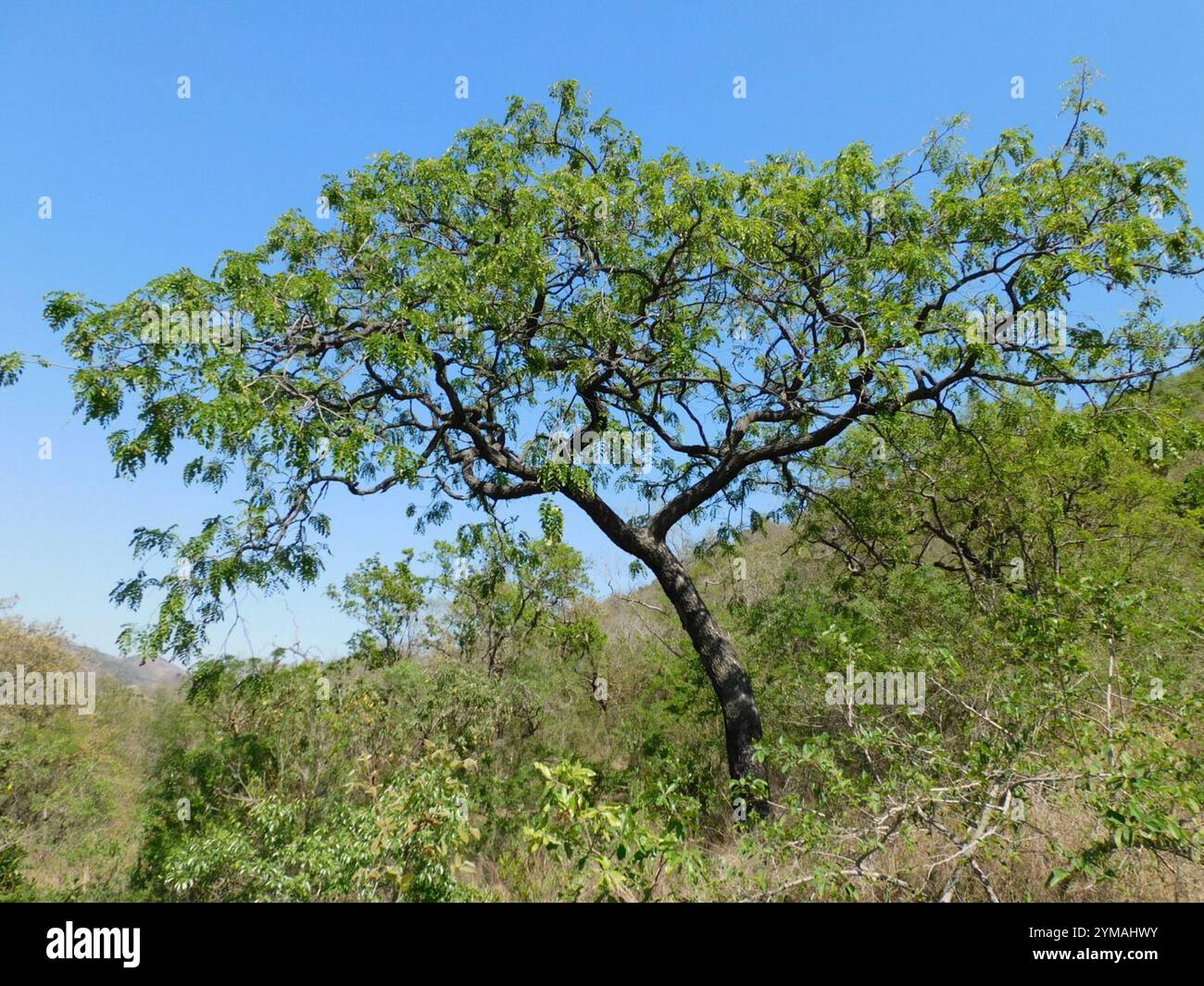 Pterocarpus angolensis Banque de photographies et d’images à haute ...