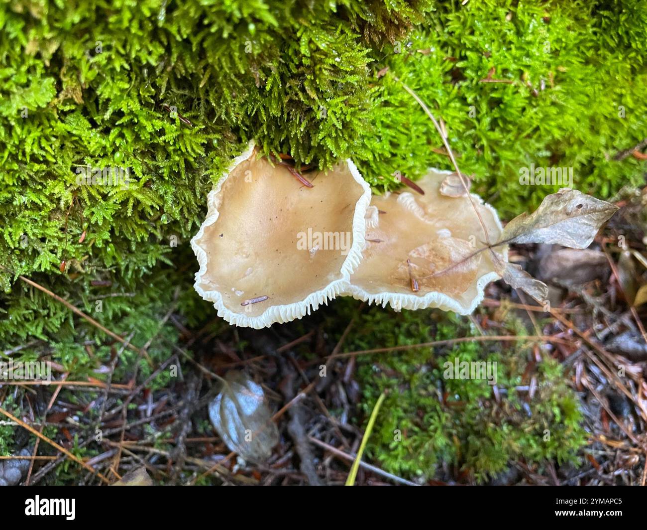 Ampulloclitocybe clavipes Banque de photographies et d’images à haute ...