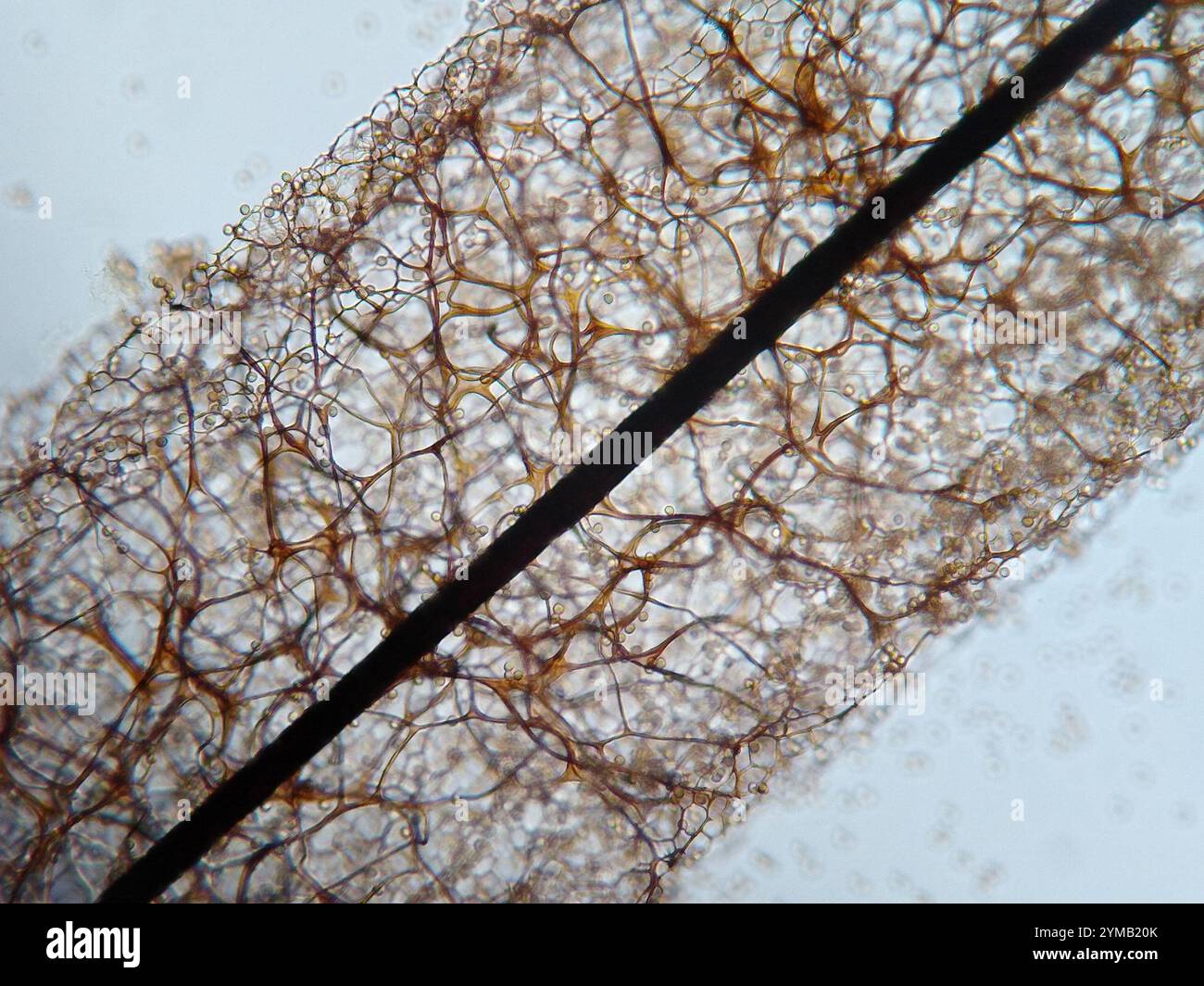 Stemonitis axifera Banque de photographies et d’images à haute ...