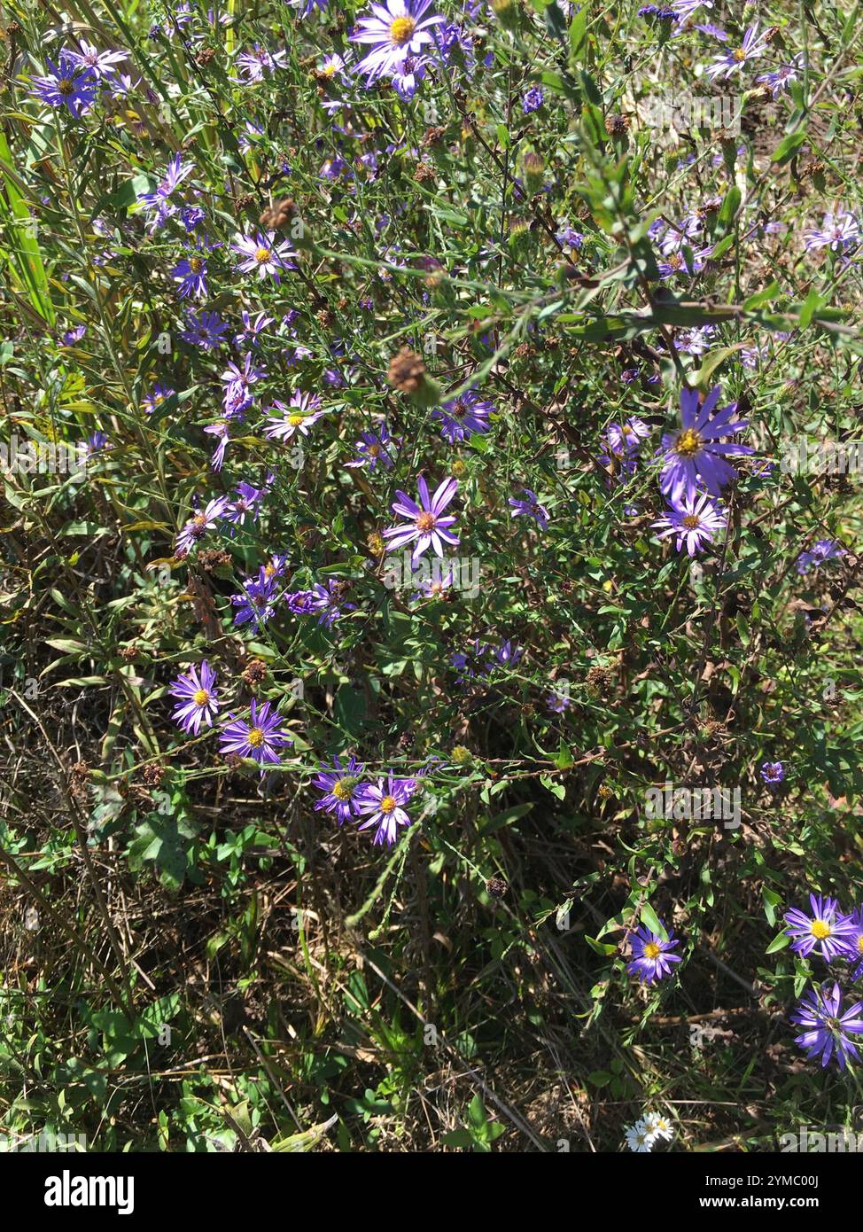 Aster violet tardif (Symphyotrichum patens Photo Stock - Alamy