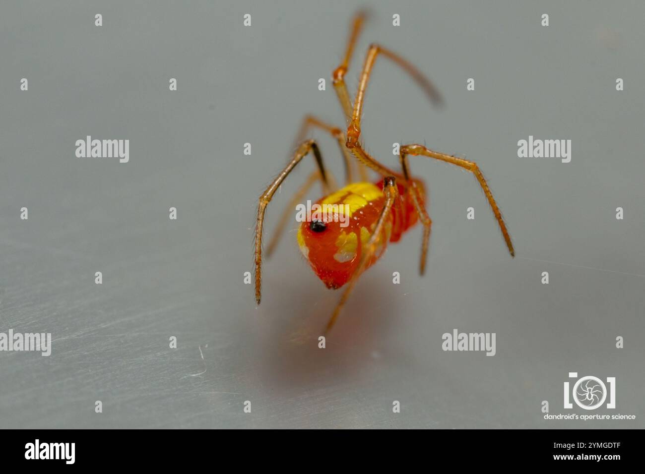 Chrysso albomaculata Banque de photographies et d’images à haute ...