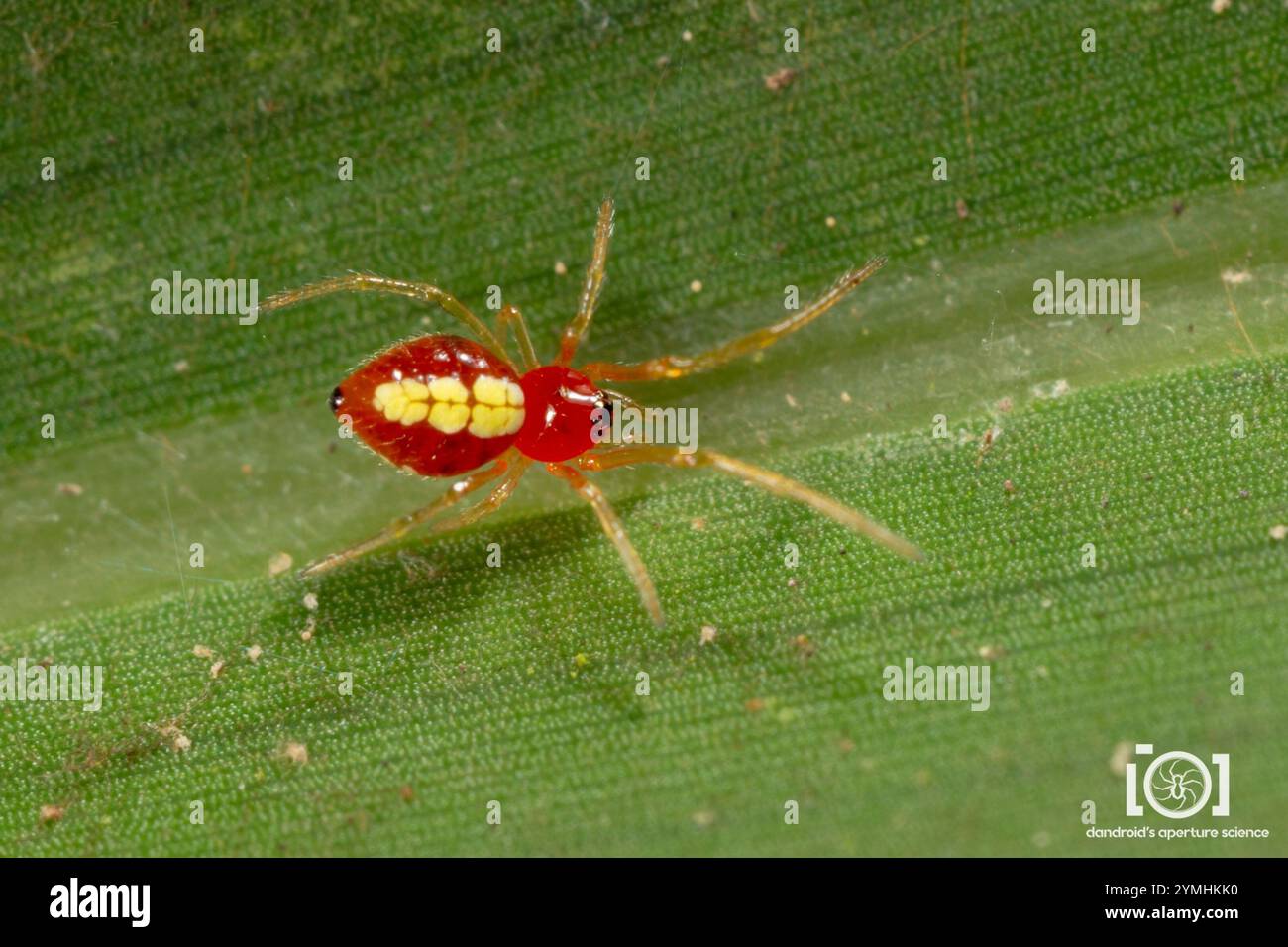 Chrysso albomaculata Banque de photographies et d’images à haute ...