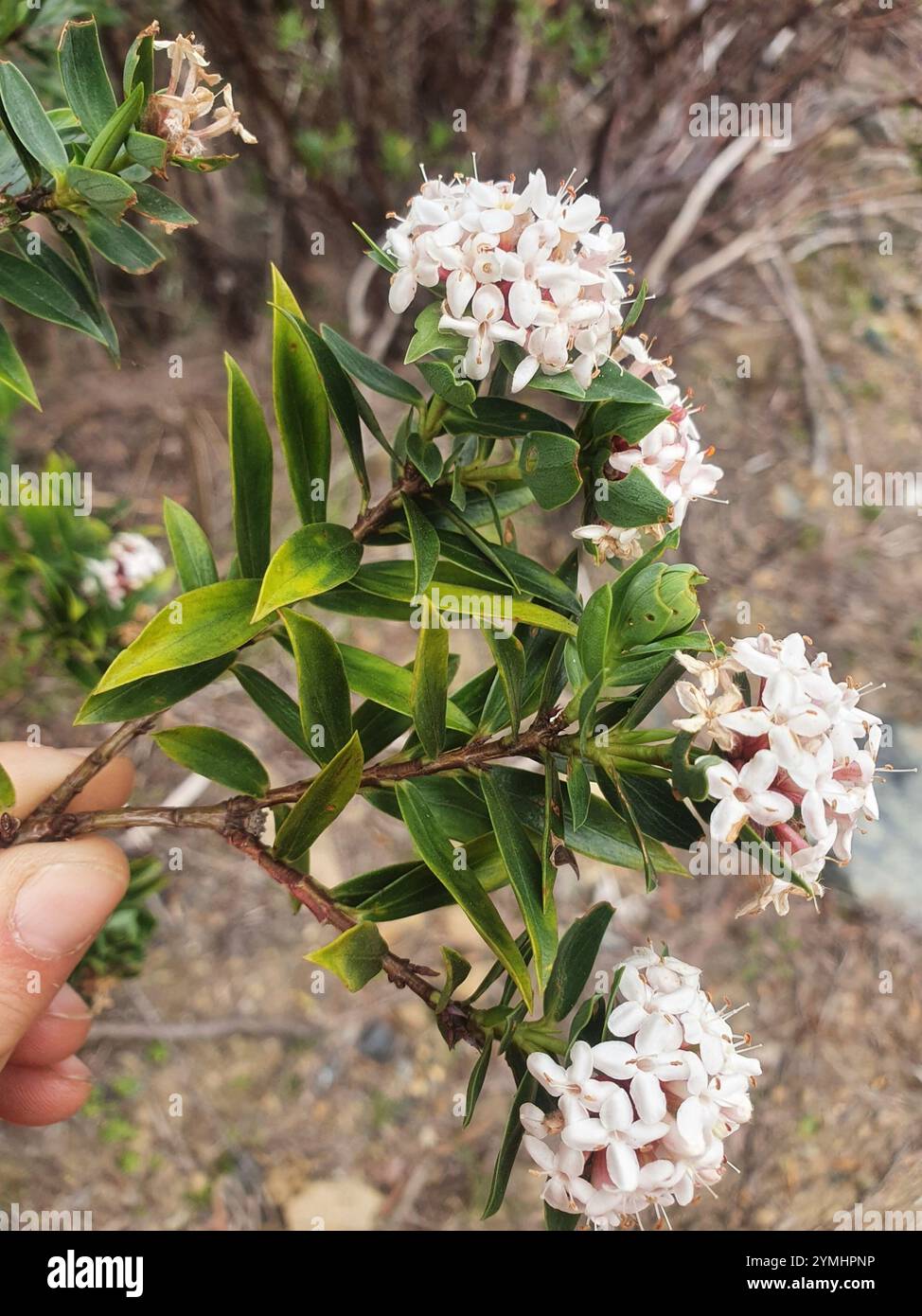 Pimelea longifolia Banque de photographies et d’images à haute ...