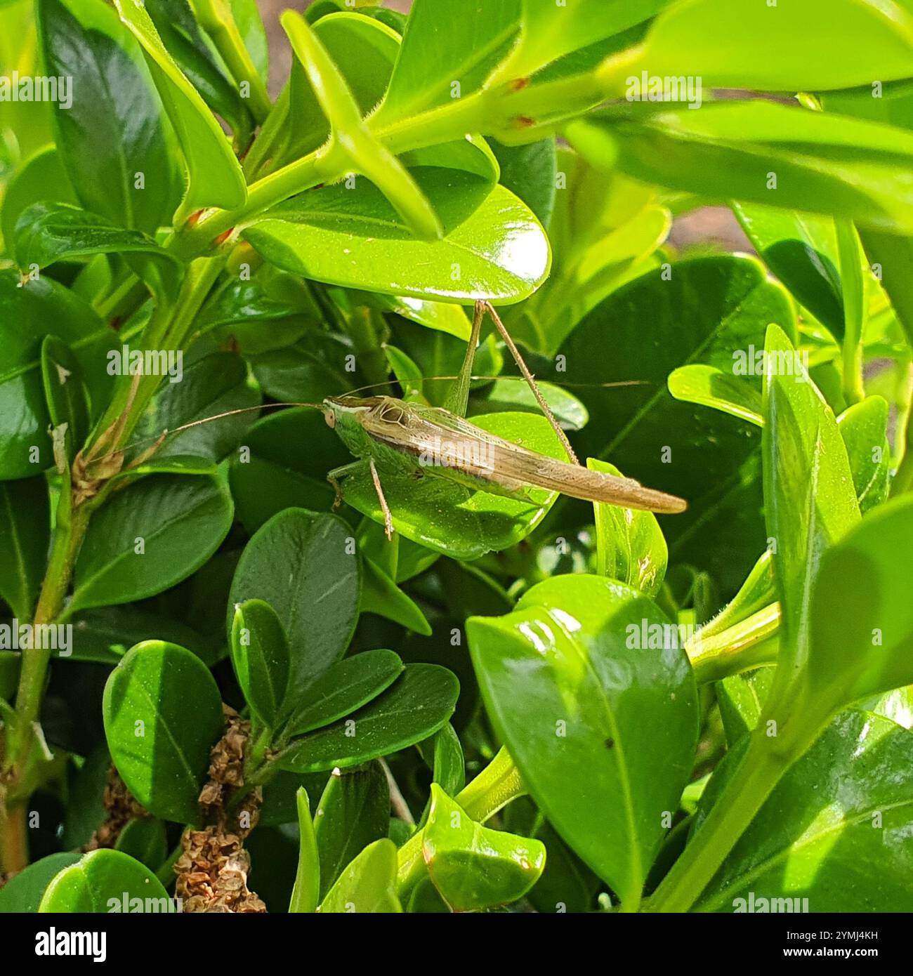 Conocephalus upoluensis Banque de photographies et d’images à haute ...
