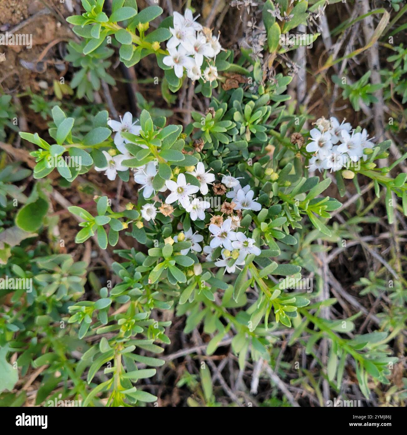 Creeping myoporum Banque de photographies et d’images à haute ...
