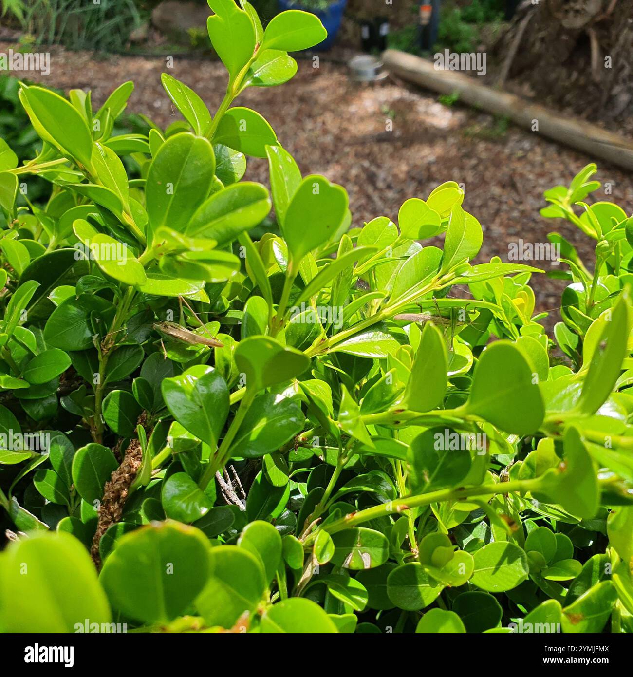 Conocephalus upoluensis Banque de photographies et d’images à haute ...
