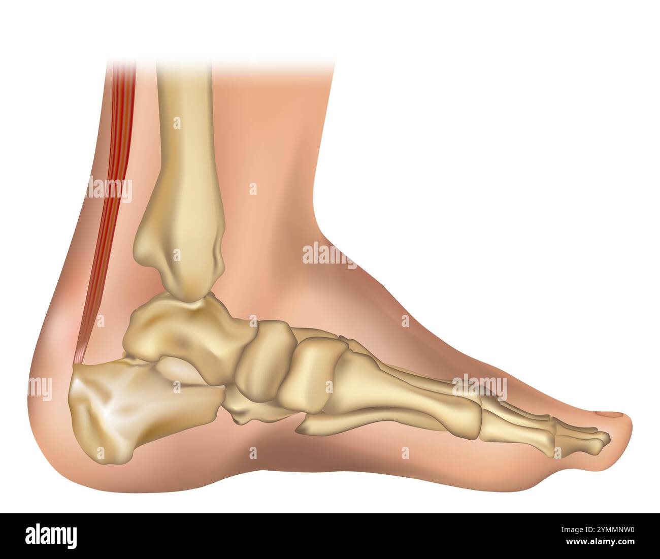 Anatomie des os du pied vue plantaire Banque d'images détourées - Alamy