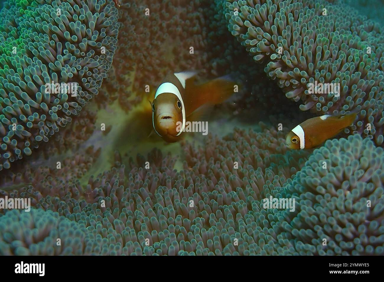 Anémonefish, clown exploration en haute mer 2025 les clowns ou ...