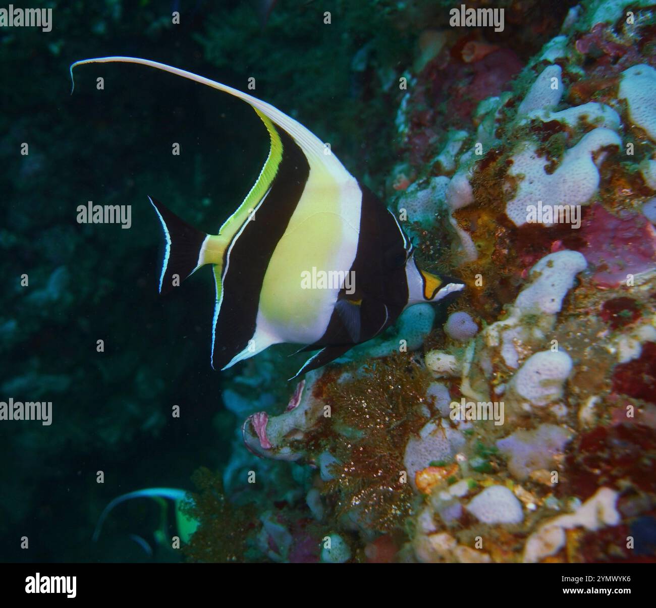 Poisson papillon, exploration en haute mer 2025. Les papillons sont un ...