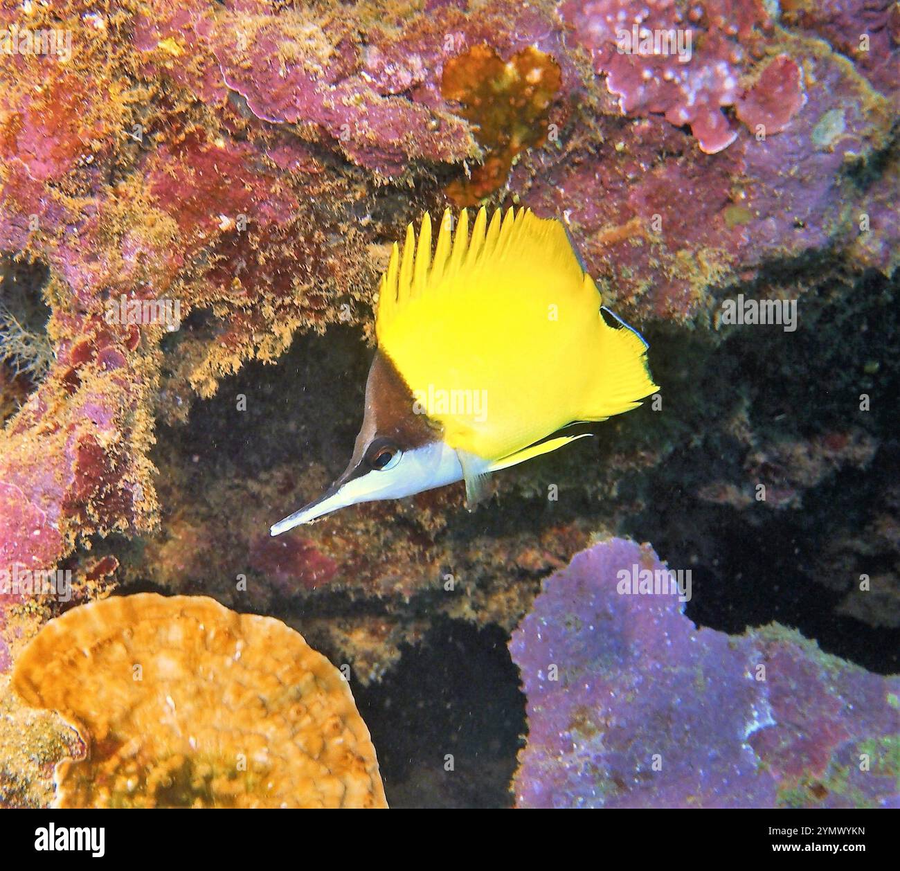 Poisson papillon, exploration en haute mer 2025. Les papillons sont un ...