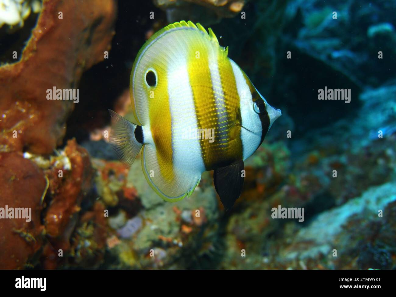 Poisson papillon, exploration en haute mer 2025. Les papillons sont un ...