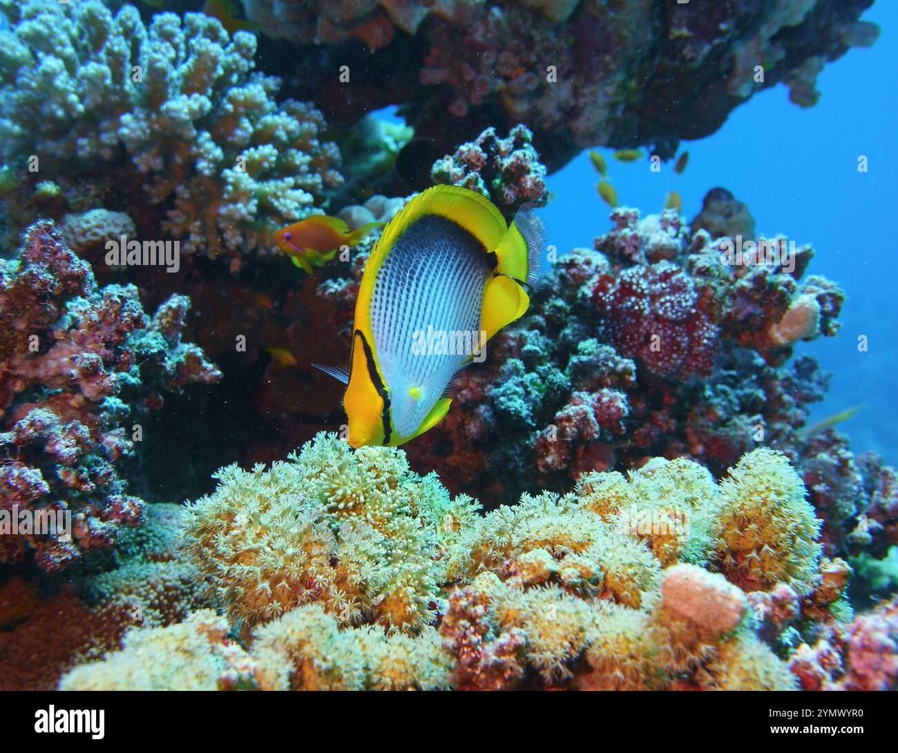 Poisson papillon, exploration en haute mer 2025. Les papillons sont un ...