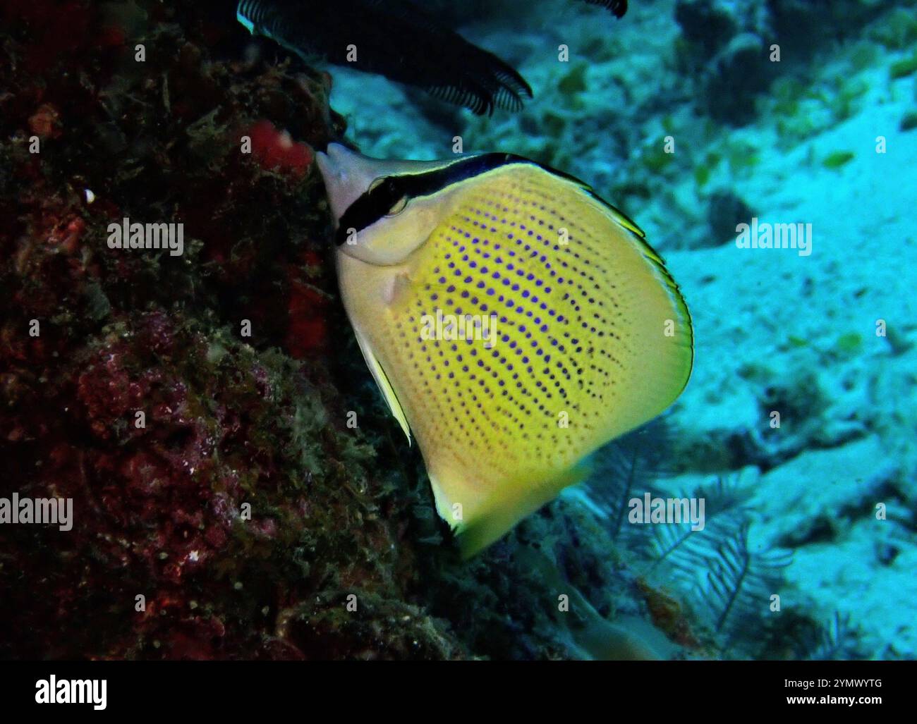 Poisson papillon, exploration en haute mer 2025. Les papillons sont un ...